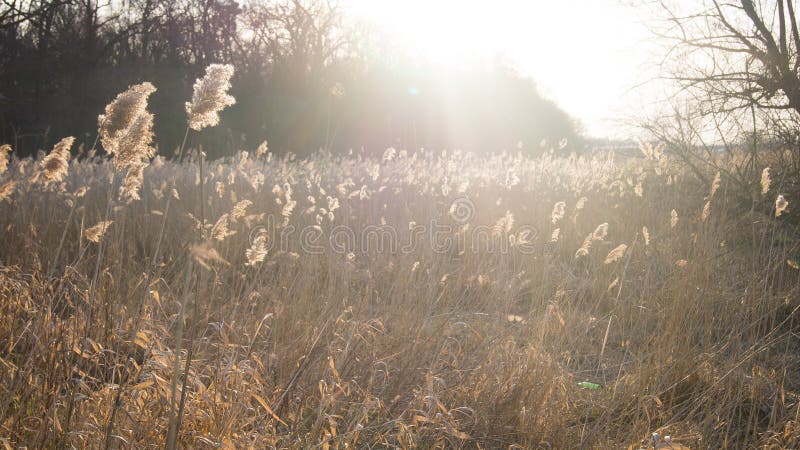 Morning outdor stock image. Image of meadow, landscape - 253193797