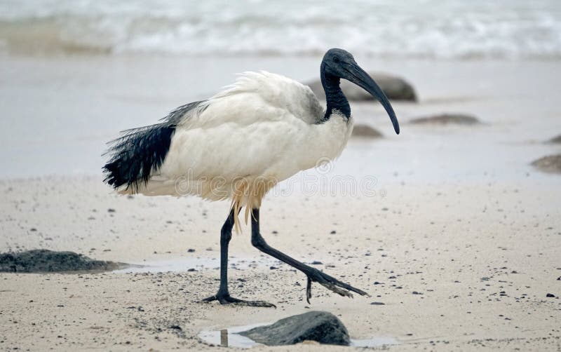 Morning Over the Ocean. the Sacred Ibis. Beach. Stock Photo - Image of ...
