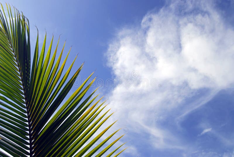 Palm leaf detail stock image. Image of organic, life, pleated - 1921651