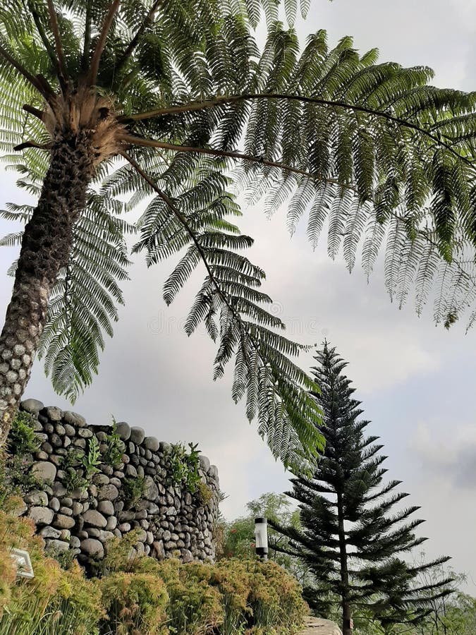 Morning Palm trees stock photo. Image of tree, morning - 222027332