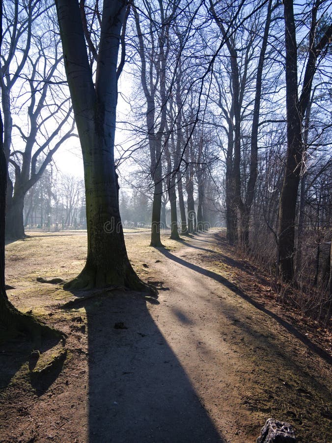 Morning Park Tree Shadow Vibe Stock Photo - Image of outdoor, asphalt ...
