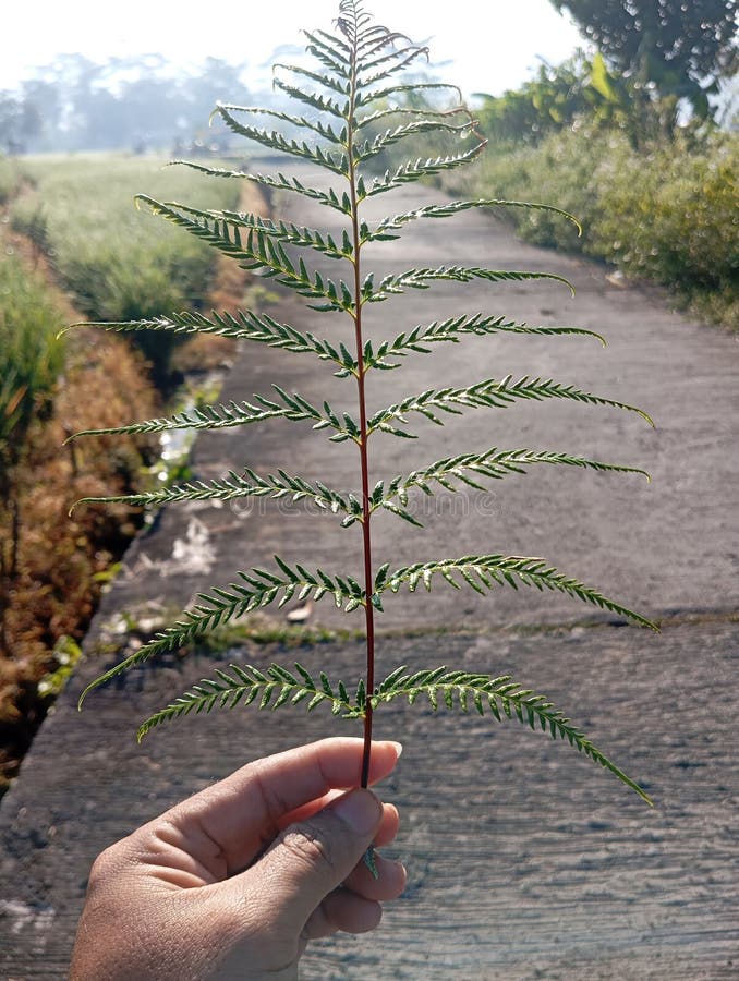 In the Morning a Path and Conical Plants Make for a Beautiful View ...