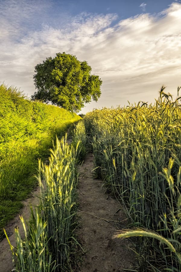 Morning Path stock image. Image of wheat, sunrise, salhouse - 151142001
