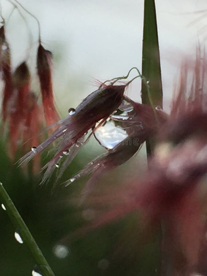 Morning peace stock photo. Image of grass, halfway, kata - 127372180