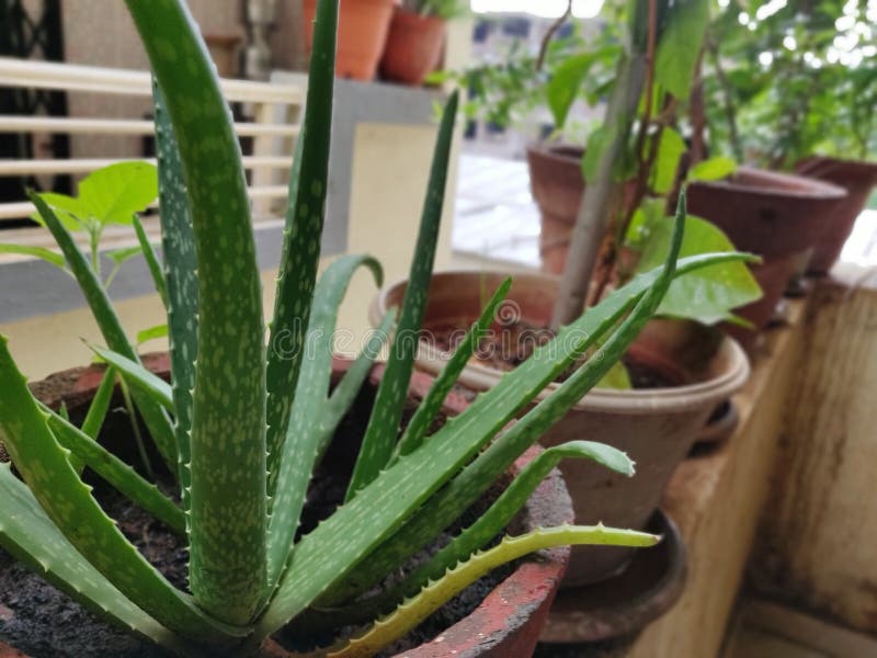 Morning pick stock photo. Image of morning, love, plant - 122433928