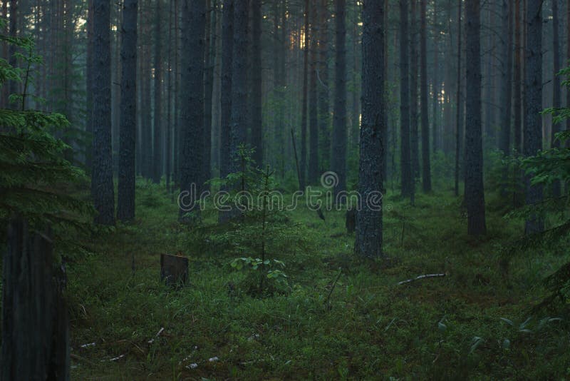 Morning Pine Forest with Fog in the Morning before Dawn Stock Image ...