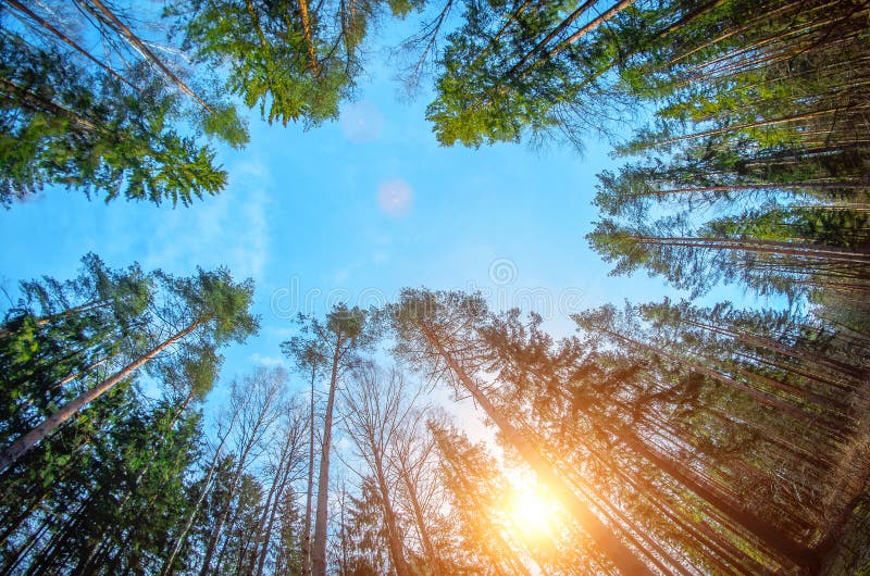 Morning in the Pine Forest Light from the Sun Above the Blue Sky. Stock ...