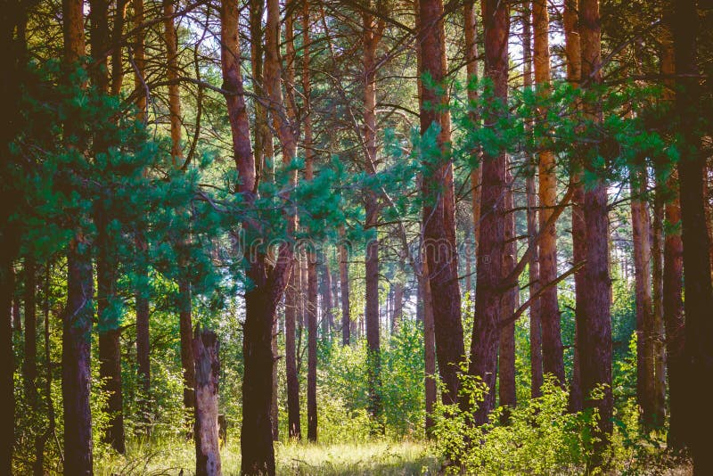 Morning in the Pine Forest Retro Stock Image - Image of plant, scene ...