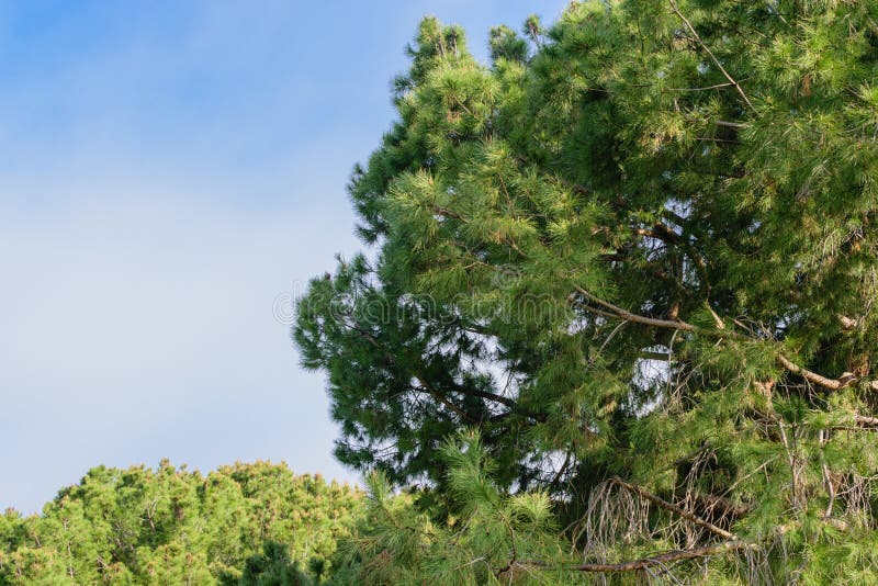 Morning Pine Tree with Soft White Clouds Stock Photo - Image of ...