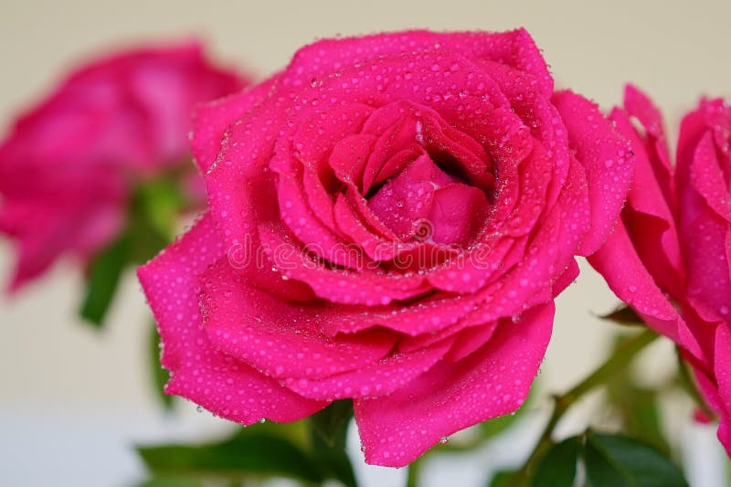 Morning pink Rose stock photo. Image of close, nature - 48041634