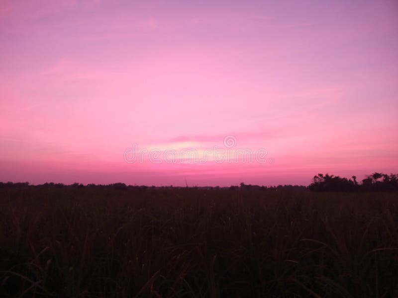 Morning dew of Pink Petals stock photo. Image of area - 105358328