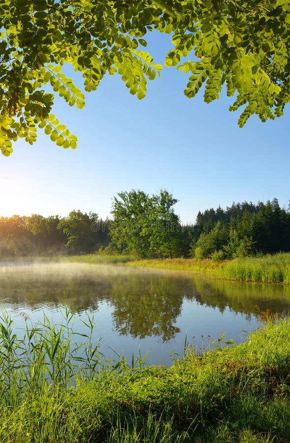 Morning by the pond. stock image. Image of plant, nature - 191664875