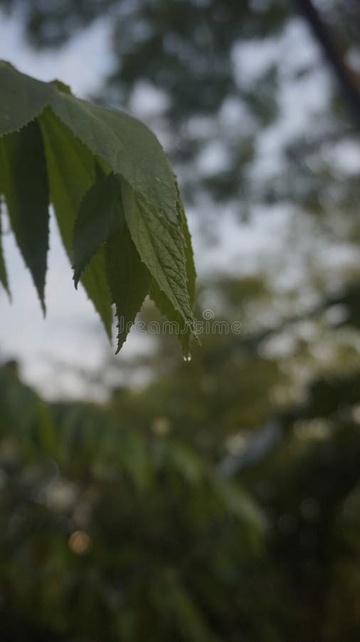 Morning after rain stock photo. Image of tree, branch - 221799926