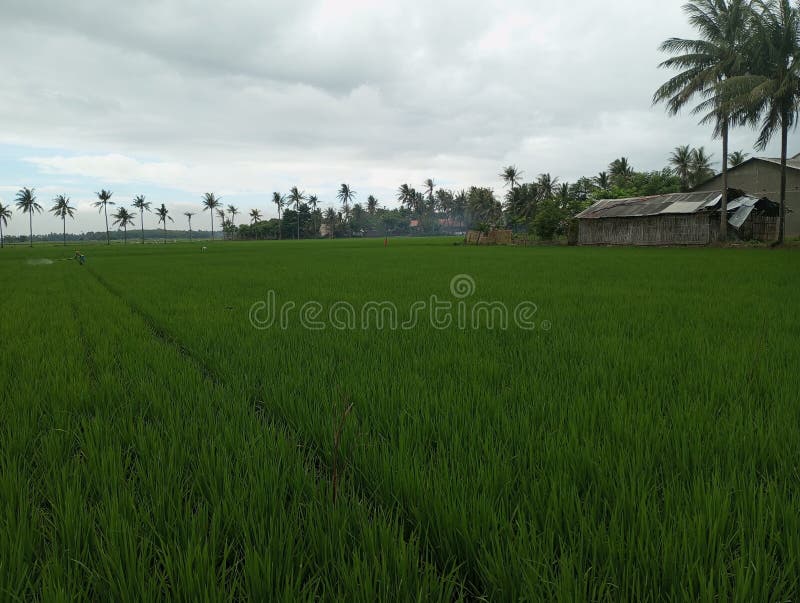 Morning Ranca Bango Rice Field Stock Photo - Image of bango, rice ...