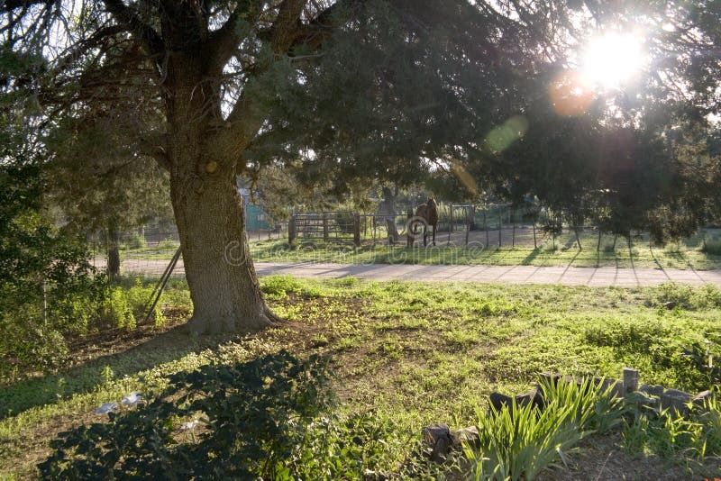 Morning at the Ranch stock image. Image of quiet, late - 5895739