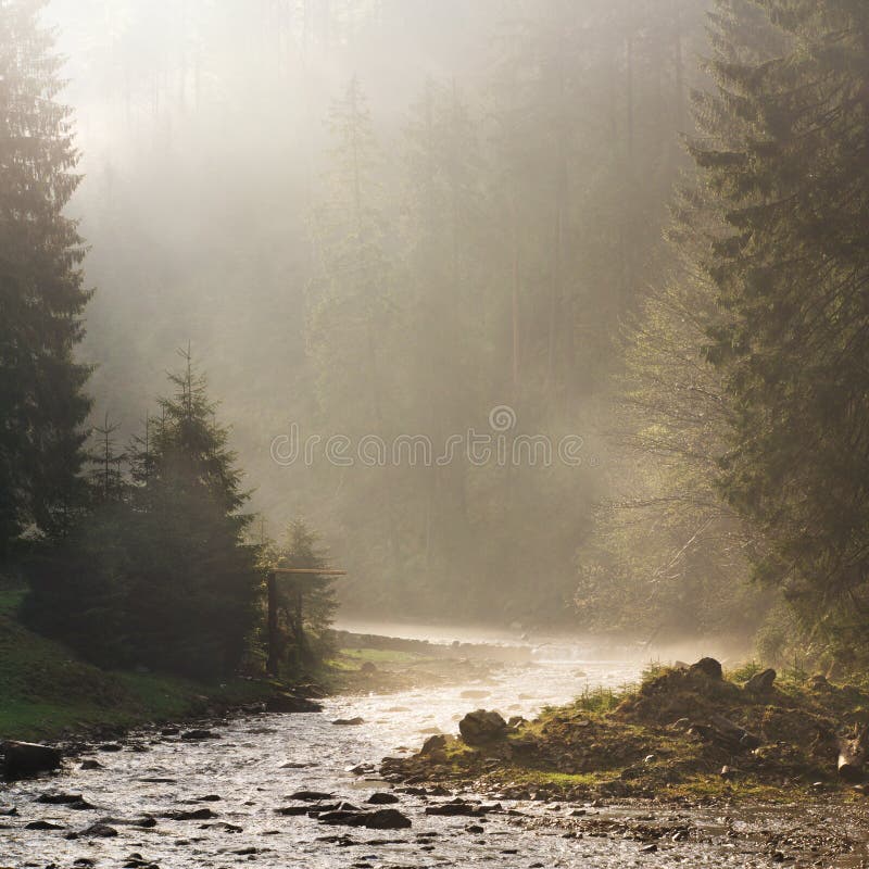 Morning Ray of Light on the River. Stock Image - Image of forest ...