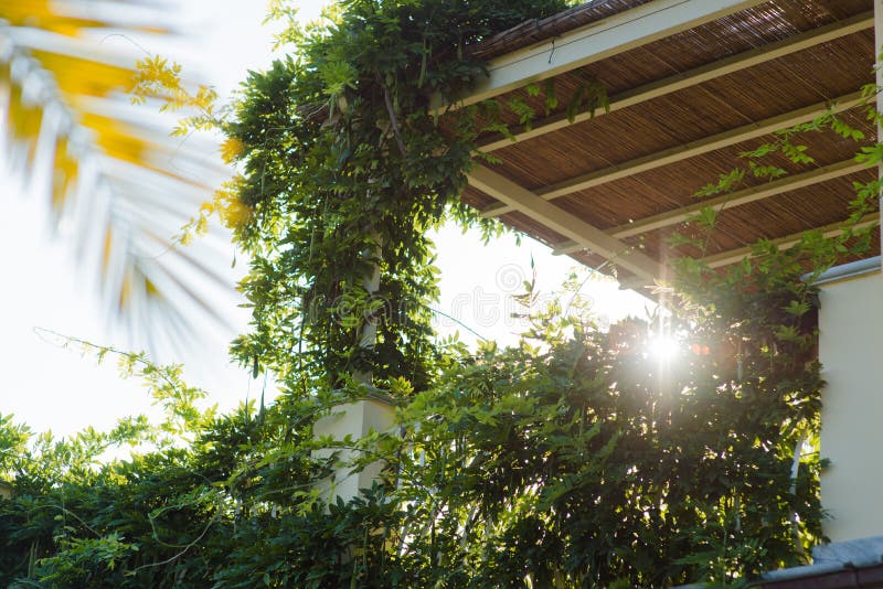 Sun Ray in the Morning among Green Plants Stock Photo - Image of ...