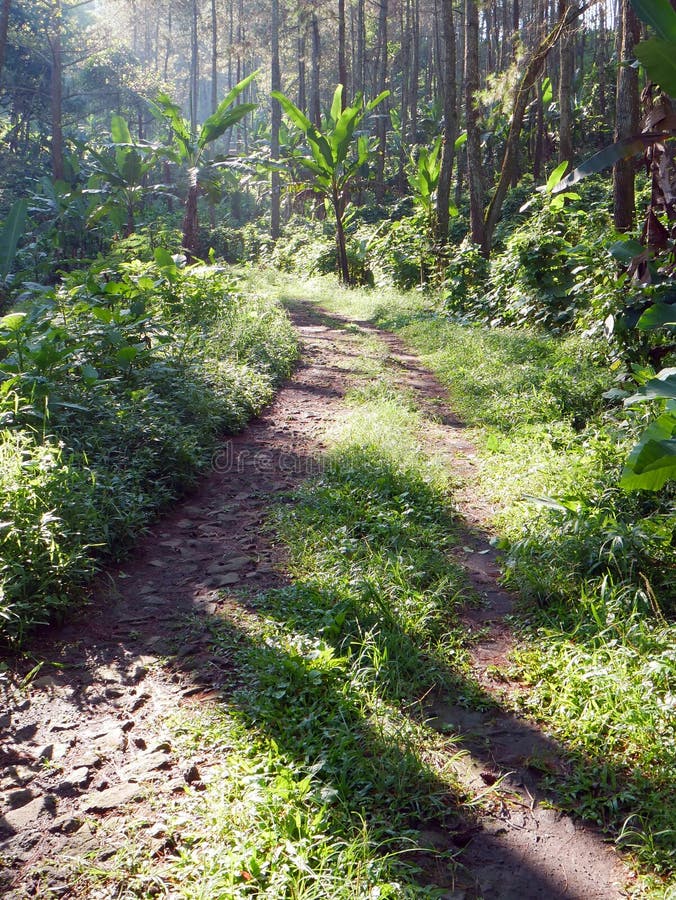Morning Rays in Forest. Hiking Path Stock Image - Image of forest ...