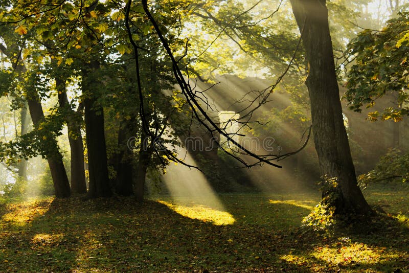 Morning rays of lights stock photo. Image of green, landscape - 94472820