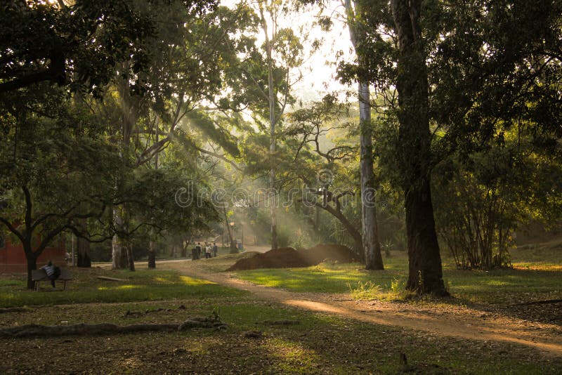 Morning rays at park stock image. Image of romantic - 240585705
