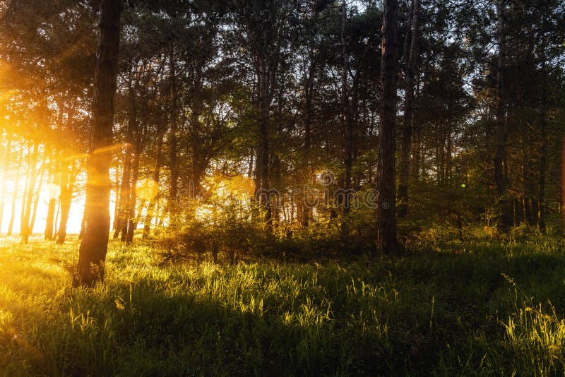Morning Rays of the Rising Sun in the Green Forest Stock Photo - Image ...