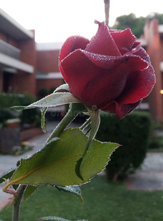 Morning red rose stock image. Image of green, plant - 216290347