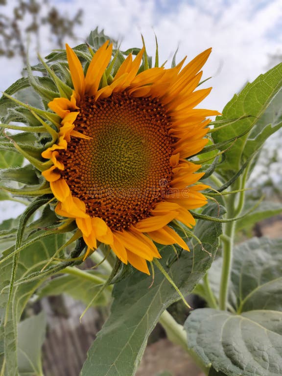 Morning Refresh Sun Flowers Stock Photo - Image of flowers, flower ...