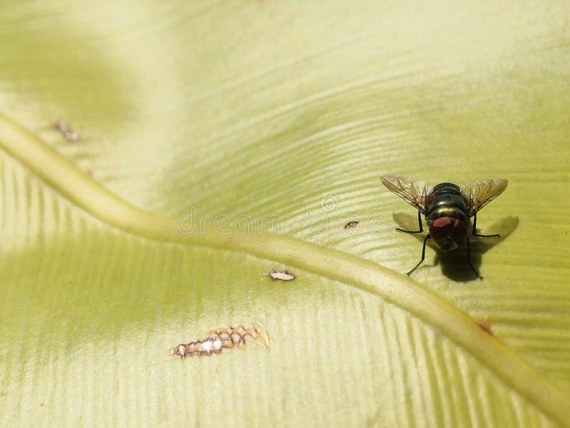 Morning relaxing stock image. Image of morning, close - 111858667