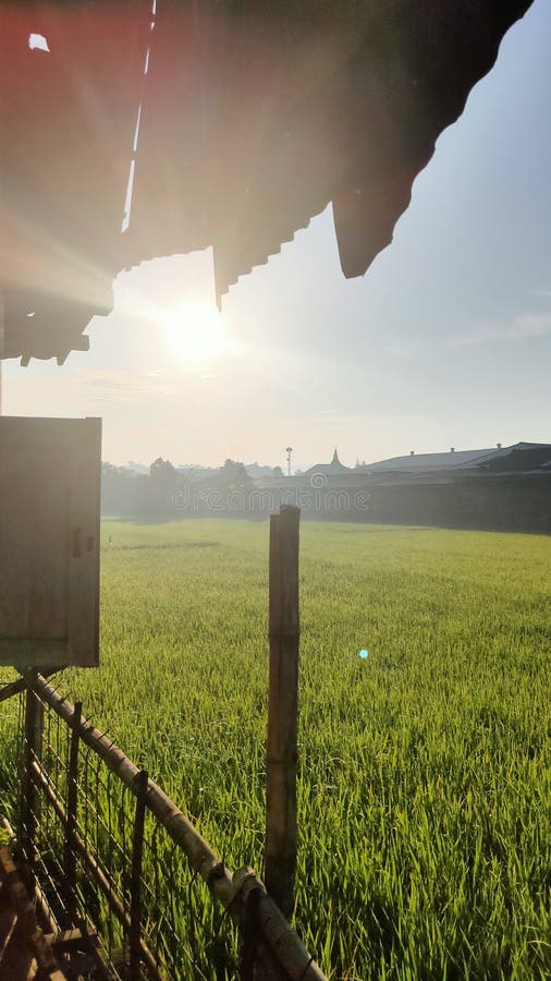 Morning in a Rice Field with the Sun Rising from the East Stock Image ...