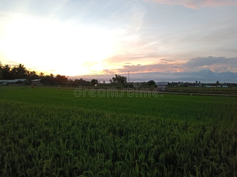 Morning in the Rice Fields when the Sun Just Rises from the East, East ...