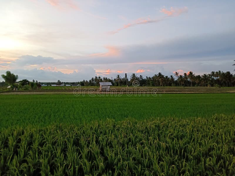 Morning in the Rice Fields when the Sun Just Rises from the East, East ...