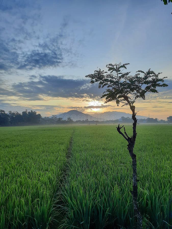 Morning in the Rice Fields when the Sun Starts To Appear from Behind ...