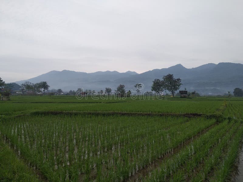 Morning Ricefield Mountain View in the Village Stock Photo - Image of ...