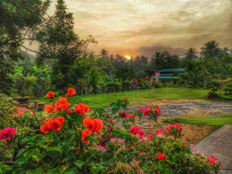 Morning Rising with Blooming Flower Stock Image - Image of green ...