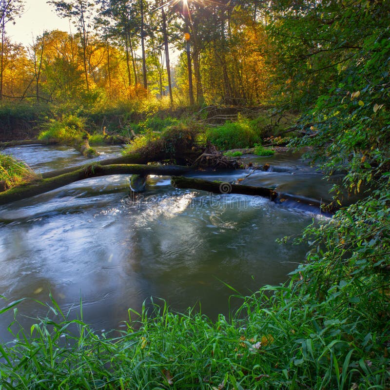 Morning on the river stock image. Image of scenery, larch - 129434201