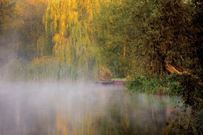 Morning by a river stock image. Image of branch, dawn - 36714855