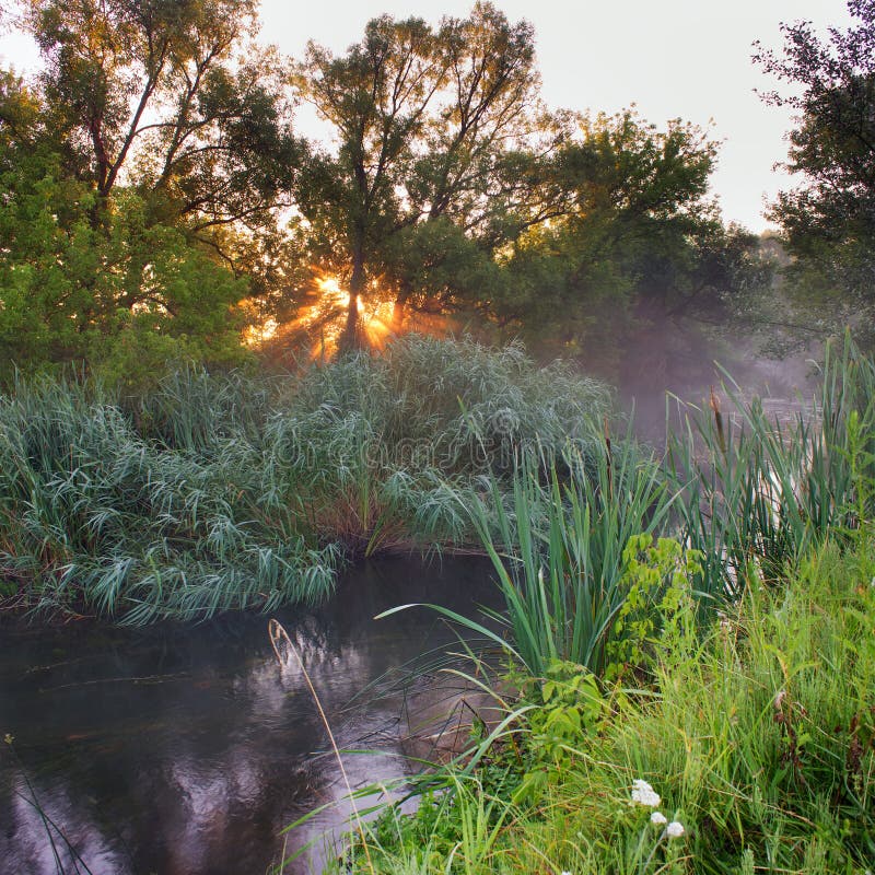 Morning on the river stock photo. Image of grass, reflection - 84209674