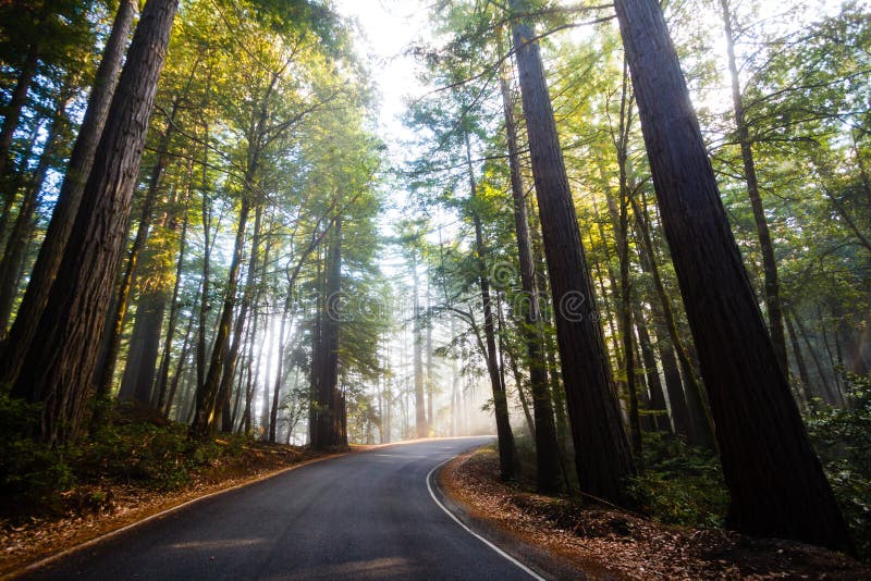 Morning Road stock photo. Image of state, road, trees - 33929708