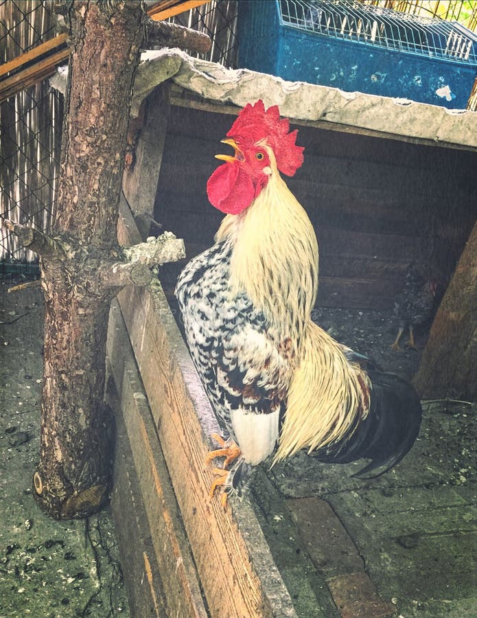 Morning stock photo. Image of animal, rooster, call, morning - 55447892