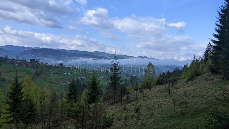 Morning Rose, Grass, Forest, Trees, Mountain, Summer, Nature Stock ...