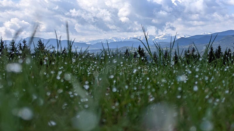 Morning Rose, Grass, Trees, Forest, Mountain, Summer, Travel Stock ...