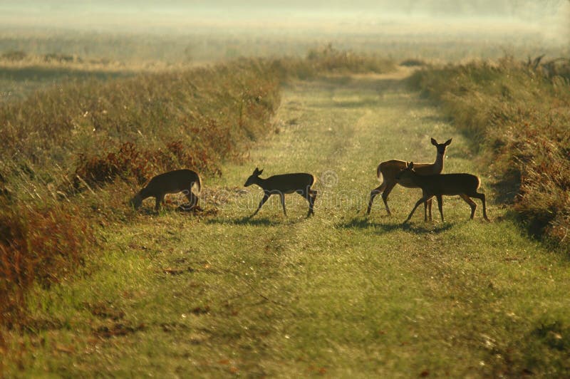 Morning Route stock photo. Image of instinct, conservation - 2320400