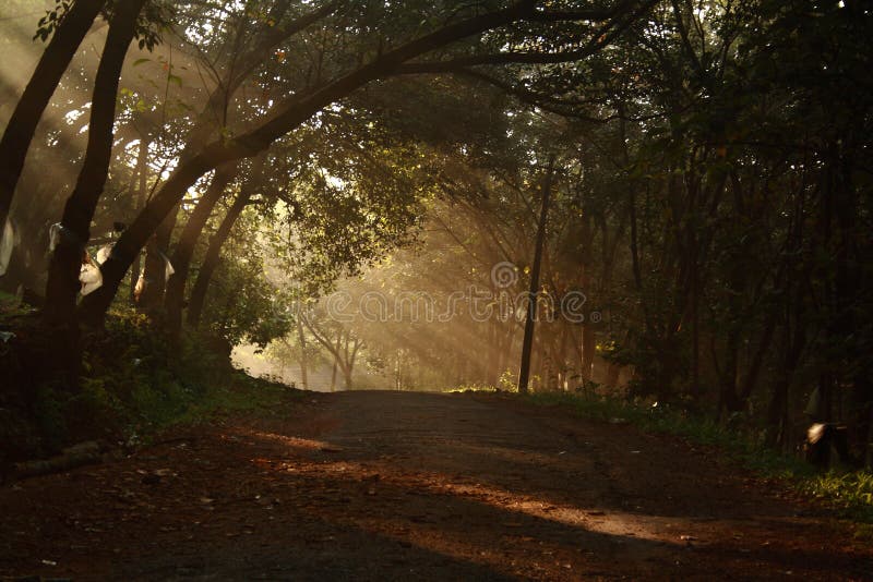 Morning scene stock photo. Image of landscape, leaves - 13492246