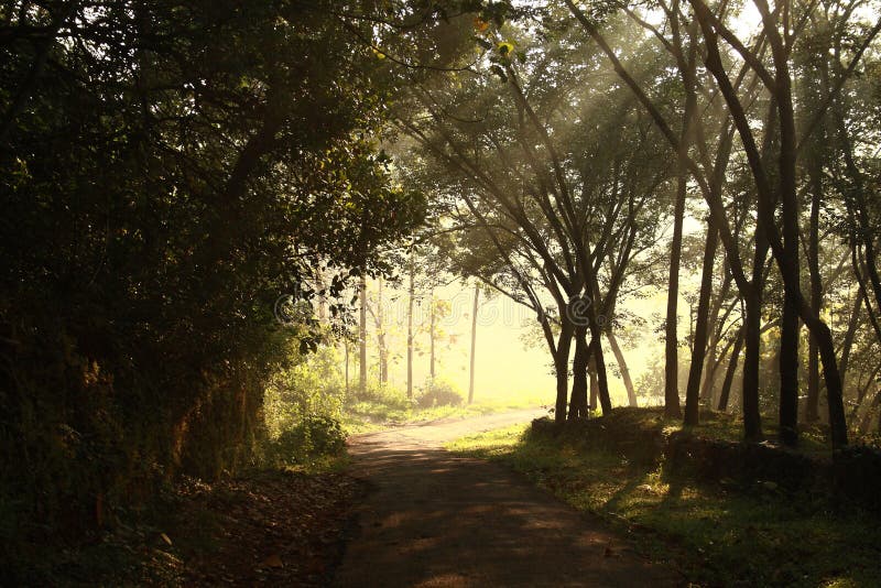 Morning scene stock photo. Image of landscape, leaves - 13492246