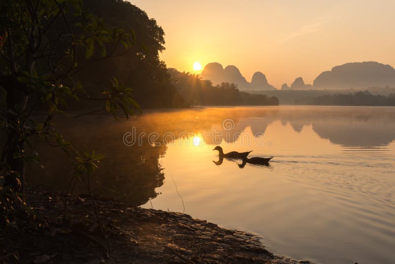 Morning Scene of Ducks in a Pond. Stock Photo - Image of river, scene ...