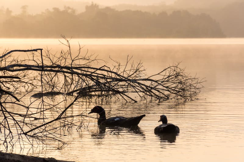 Morning Scene of Ducks in a Pond. Stock Photo - Image of nature ...