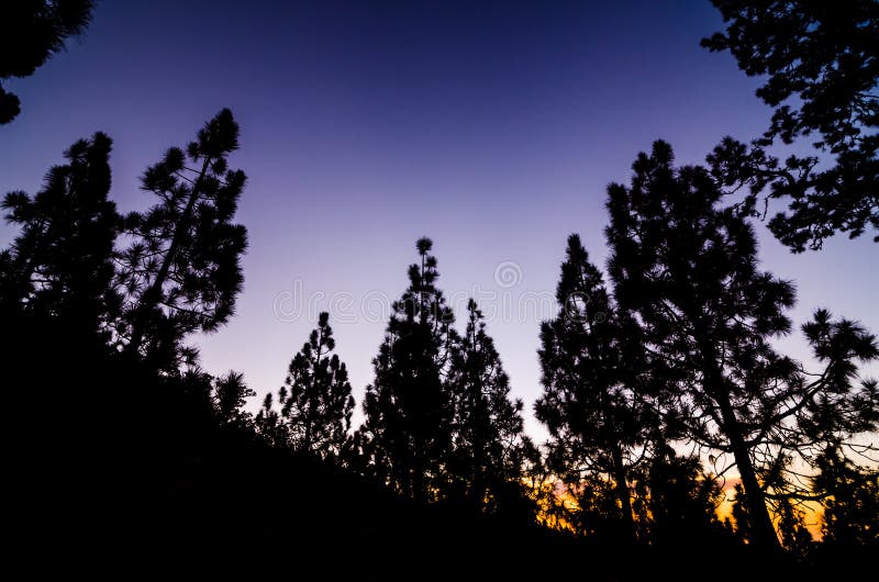 Morning Scene in the Forest Stock Photo - Image of sunlight, morning ...