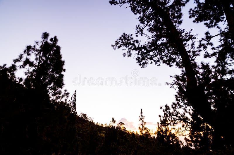 Morning Scene in the Forest Stock Image - Image of woods, meteorology ...
