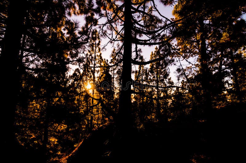 Morning Scene in the Forest Stock Photo - Image of mystery, mist: 156279830