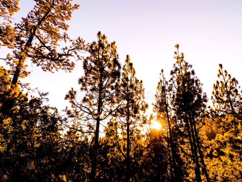 Morning Scene in the Forest Stock Image - Image of foliage, shine ...